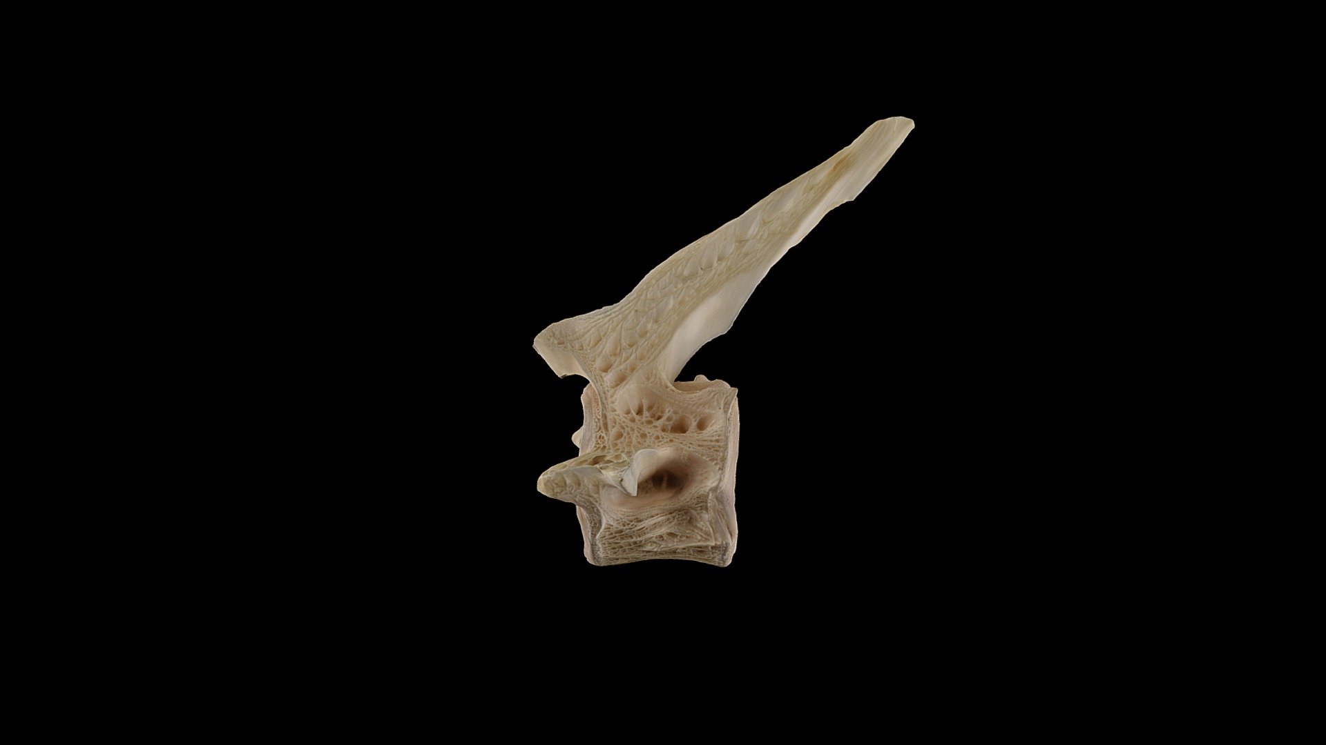 Cod (Gadus morhua) Abdominal Vertebra - 3D model by 4-OCEANS Virtual ...