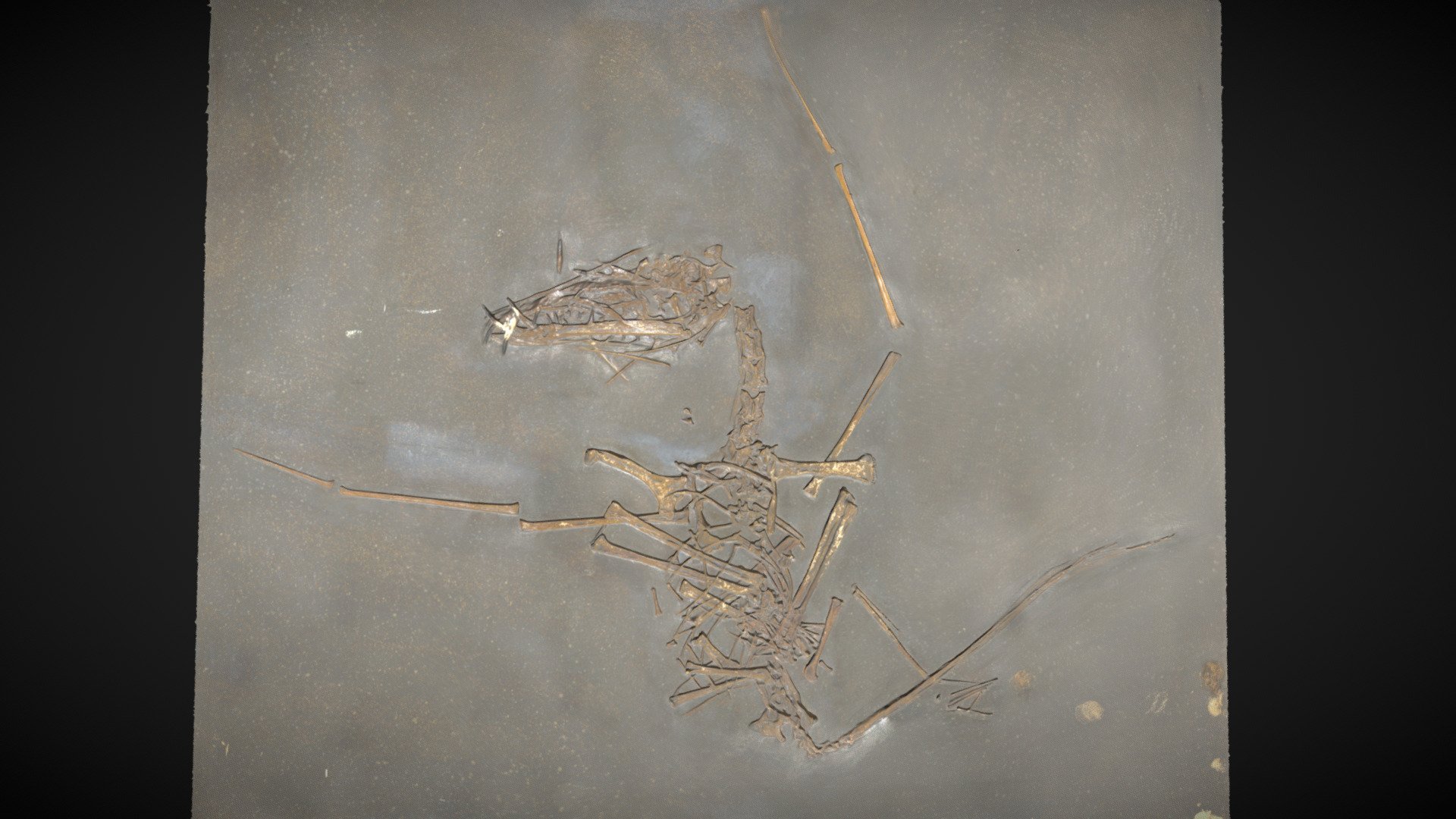 Cast of the early pterosaur Dorygnathus - Download Free 3D model by ...