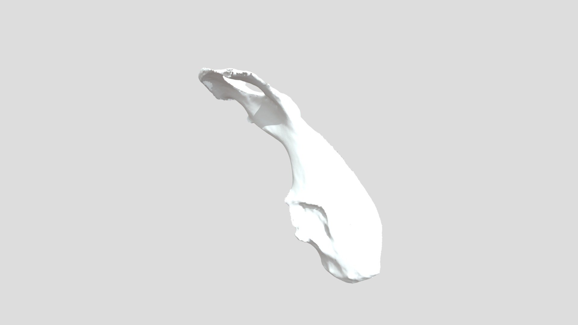 Gibbon (Hylobates) Pelvis - 3D model by asambran [97512fe] - Sketchfab