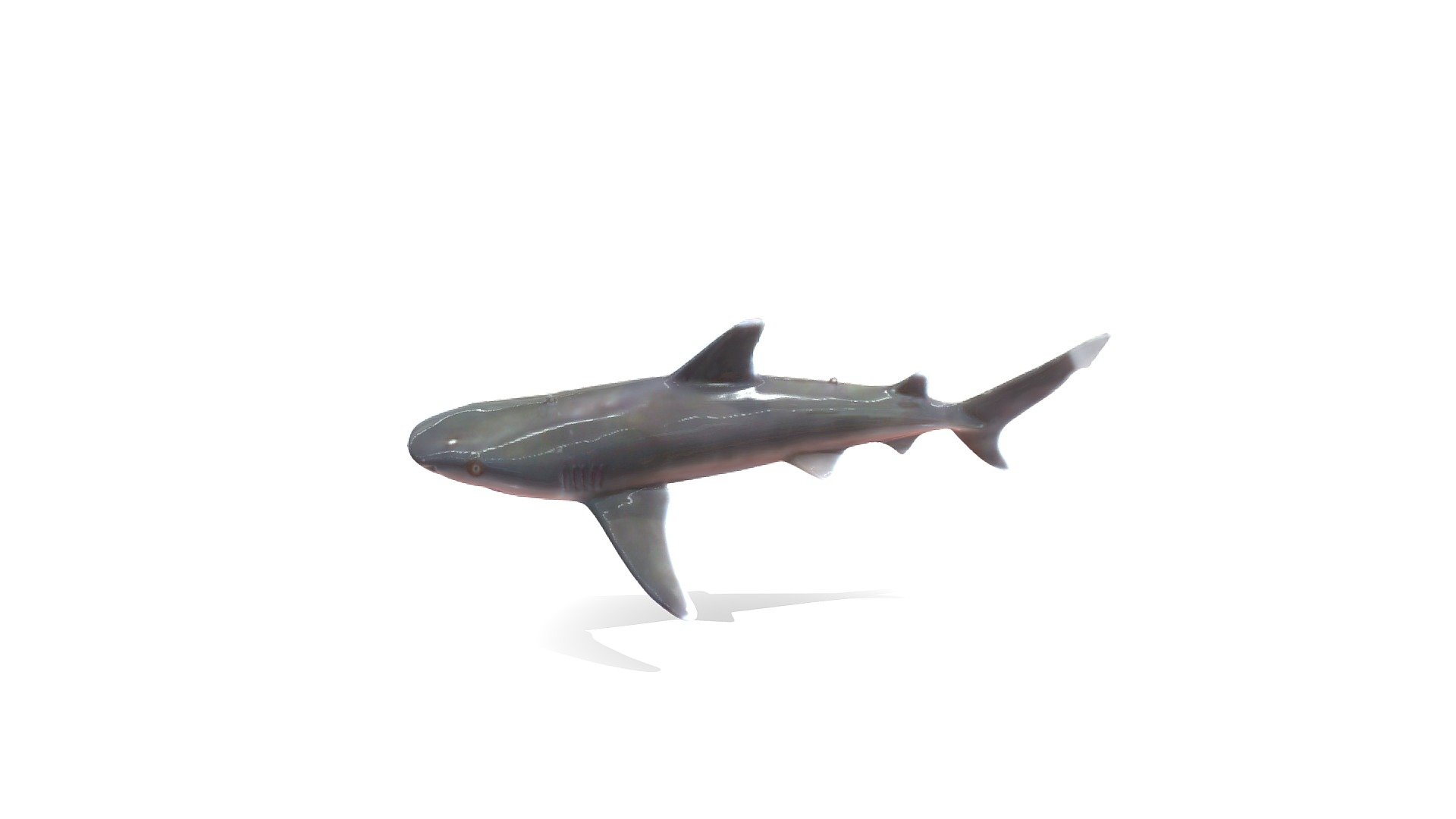 shark-reef-white-fin - 3D model by TheInteriorGallery [9757594] - Sketchfab