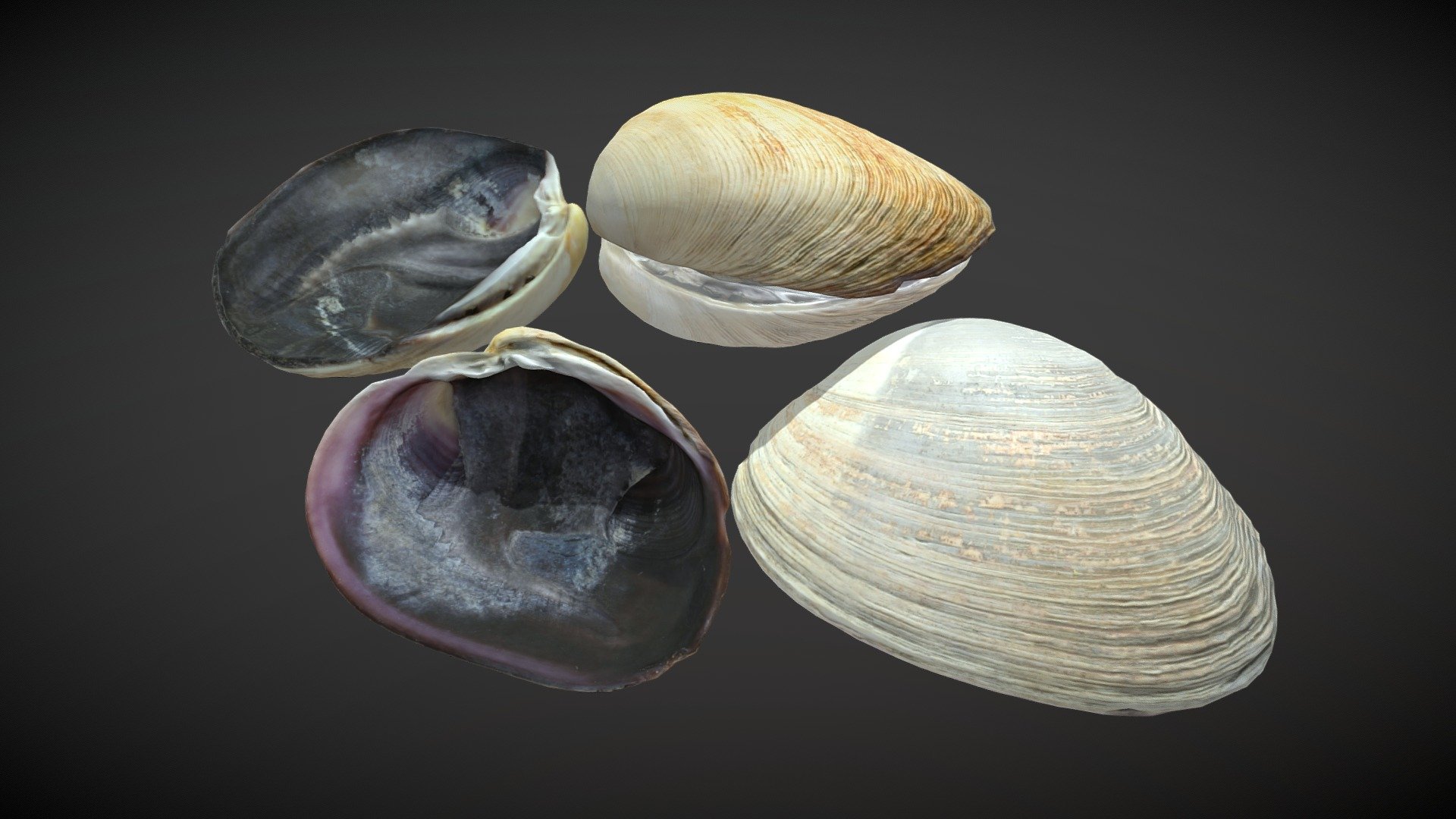 Clams - Download Free 3D model by TmHill (@TarasKazikov) [975c8b1 ...