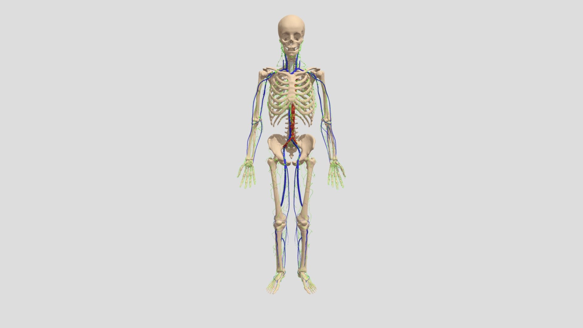 Skelet - Download Free 3D model by Goopy Technology (@goopyio) [975f2d4 ...