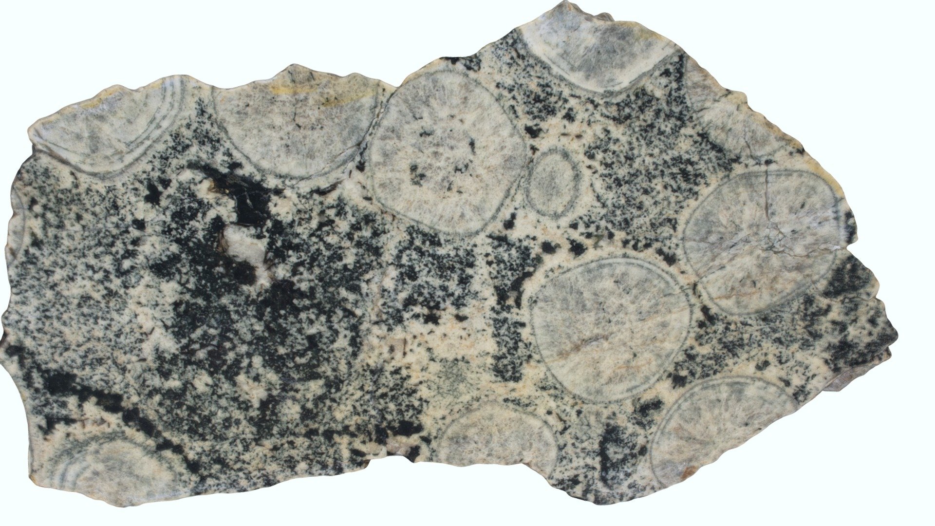 Diorite orbiculaire - 3D model by Ecole Nationale Supérieure de Géologie (@ENSGeologie) [97631d1 ...