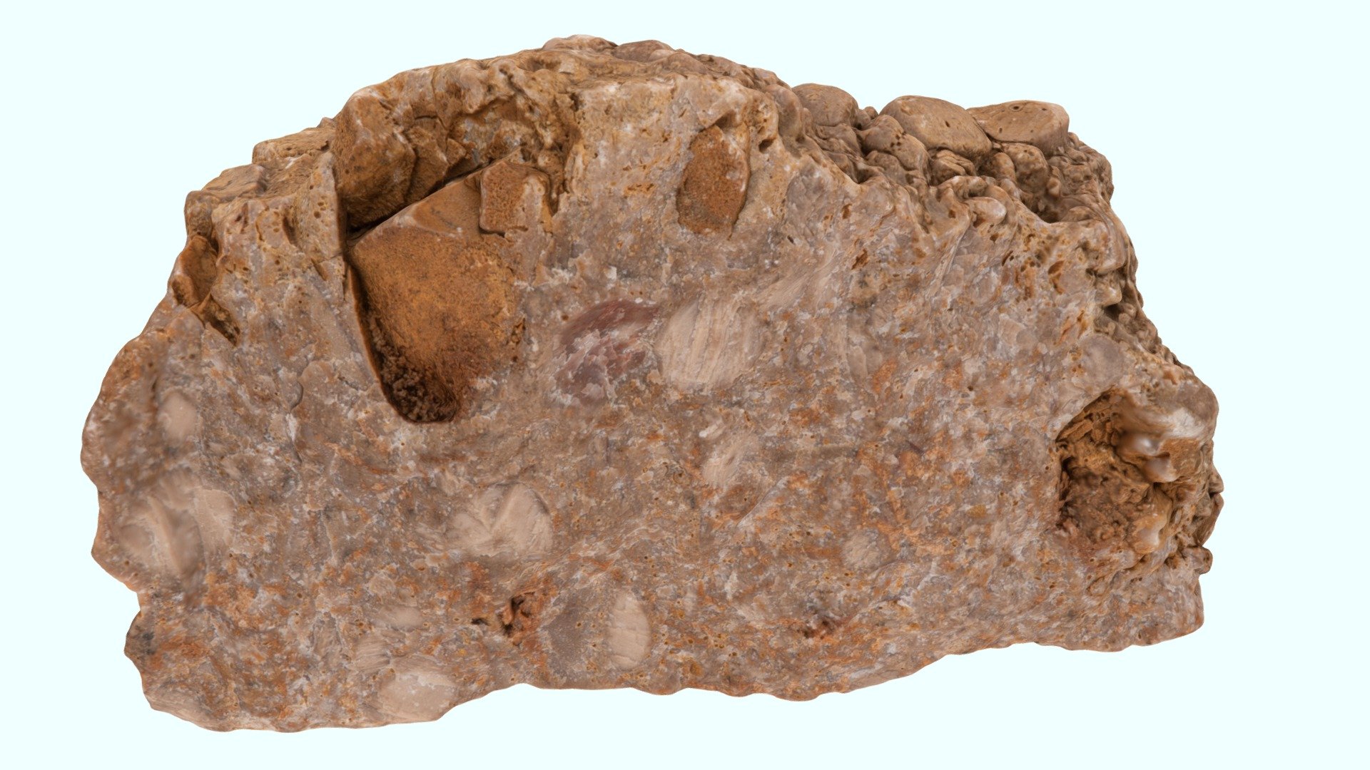Calcaire à entroques - Download Free 3D model by Ecole Nationale ...