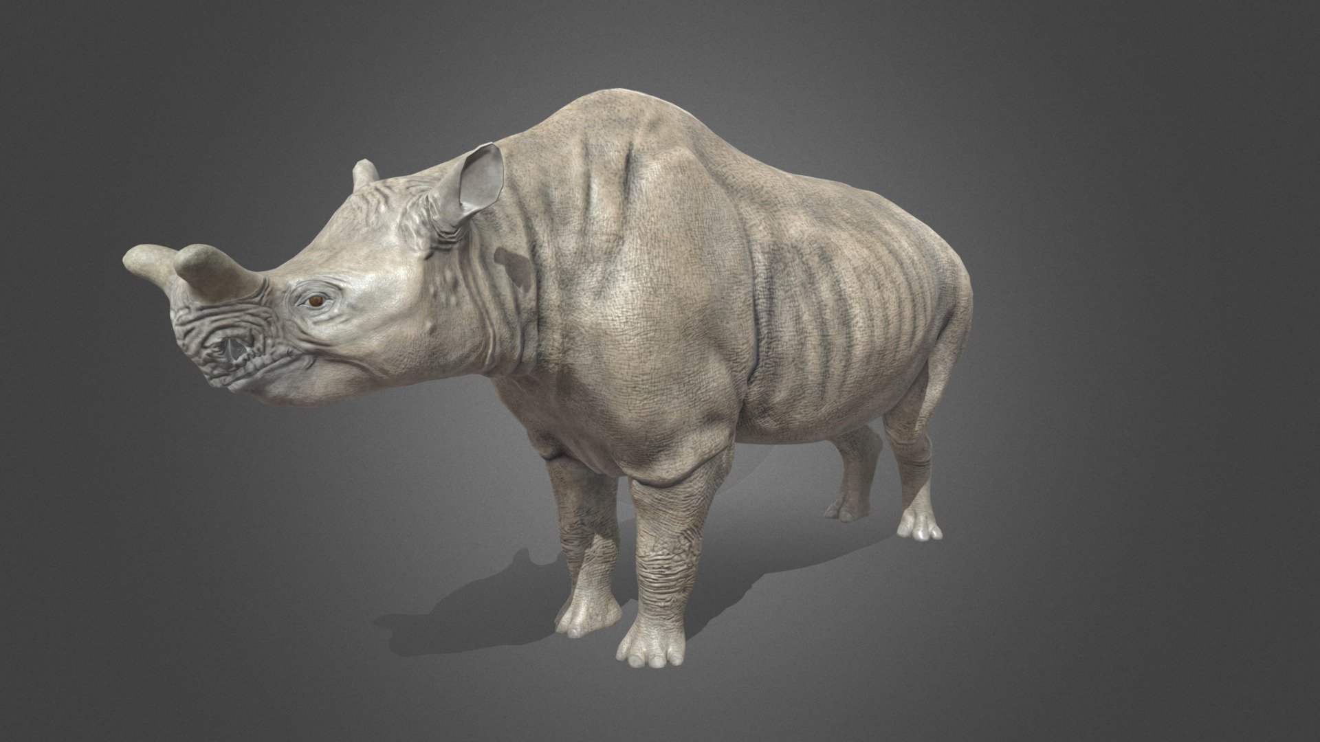 Megacerops coloradensis - 3D model by anthodon [9764420] - Sketchfab