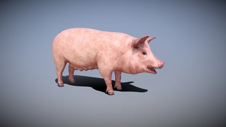 Piglet 3D models - Sketchfab
