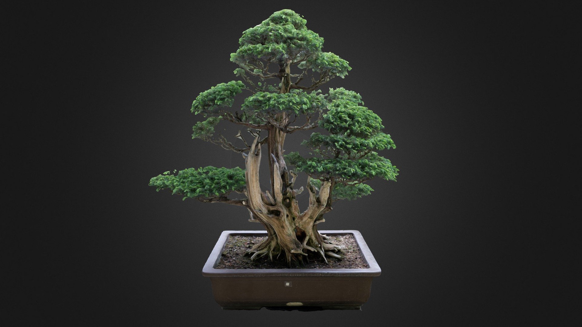 Old Bonsaï - 3D model by Benoît Rogez (@shadows44) [977b0c3] - Sketchfab