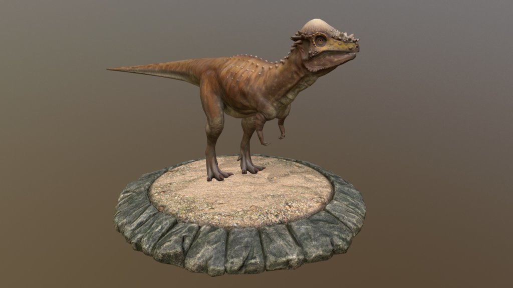 Pachycephalosaurus - A 3D model collection by Alessia (@arimmer ...