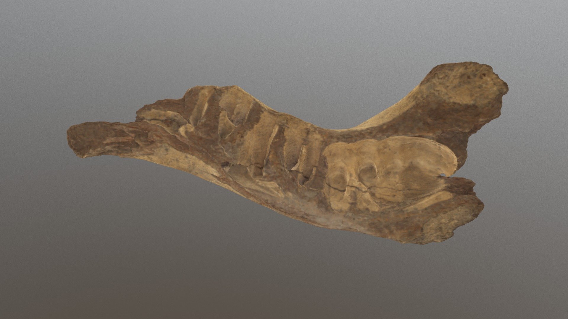 USNM V 8111 Mastodon Mandible (VCU_3D_3469) - Download Free 3D model by ...