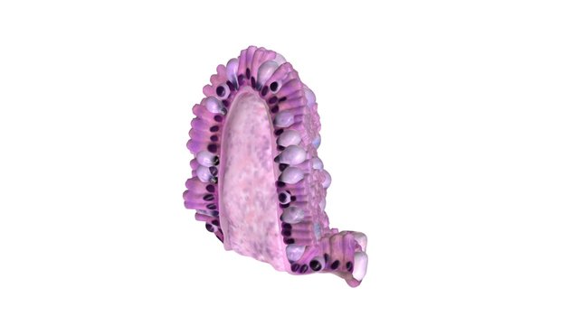 Duodenum 3D models - Sketchfab