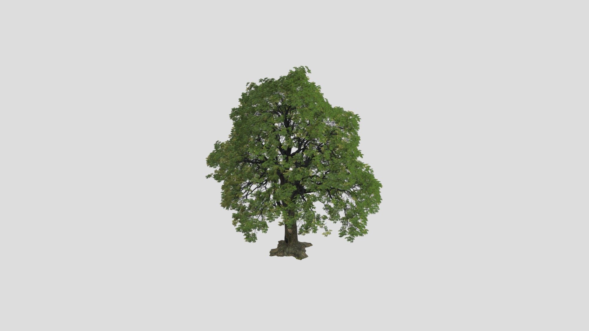 Chestnut 98 AM258 Archmodels - Buy Royalty Free 3D model by Evermotion ...
