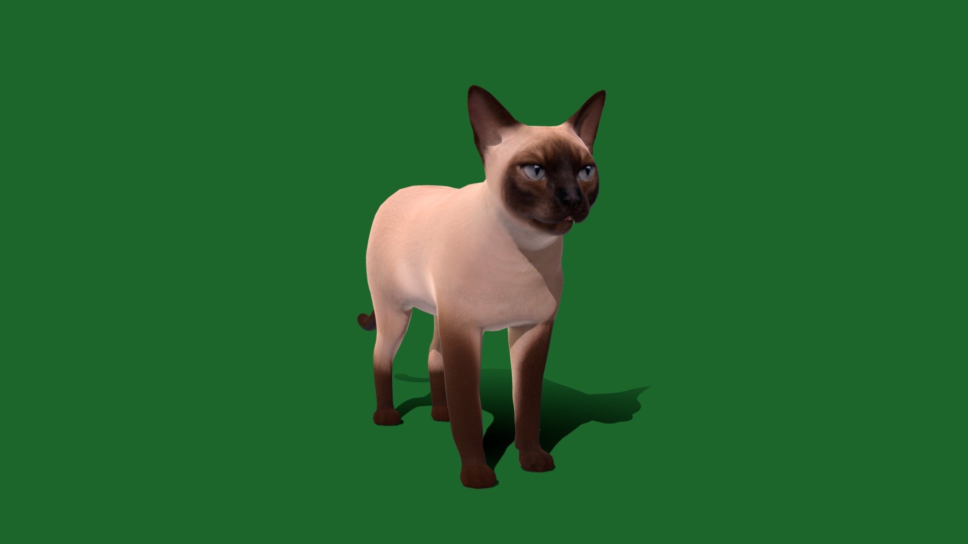 Siamese Cat (Game Ready) - Buy Royalty Free 3D model by ...