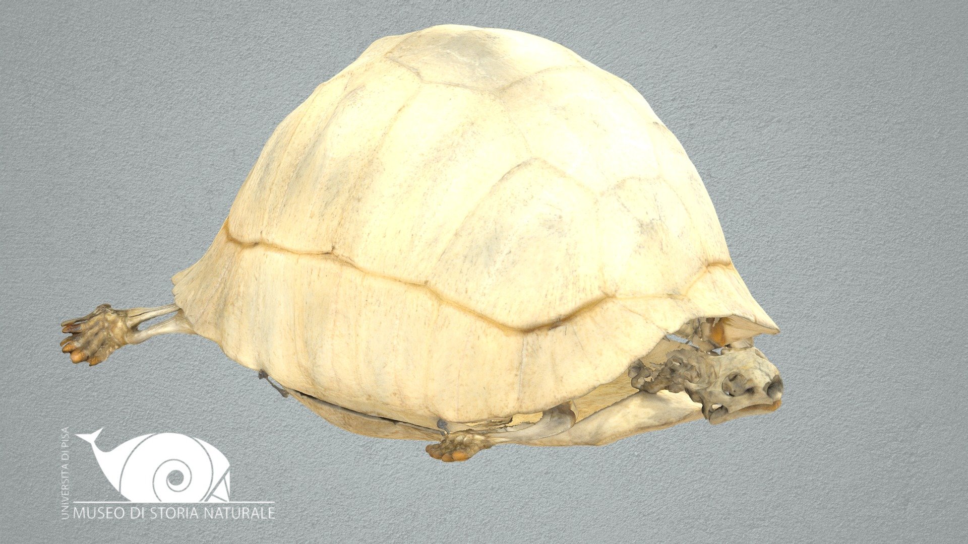 Radiated tortoise - 3D model by Natural History Museum, University of ...