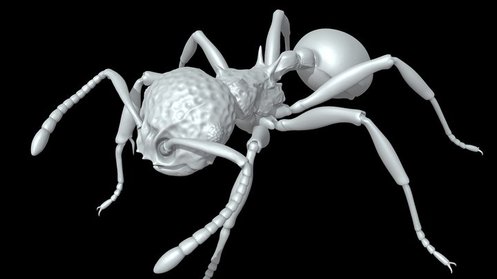 Ant 3D models - Sketchfab