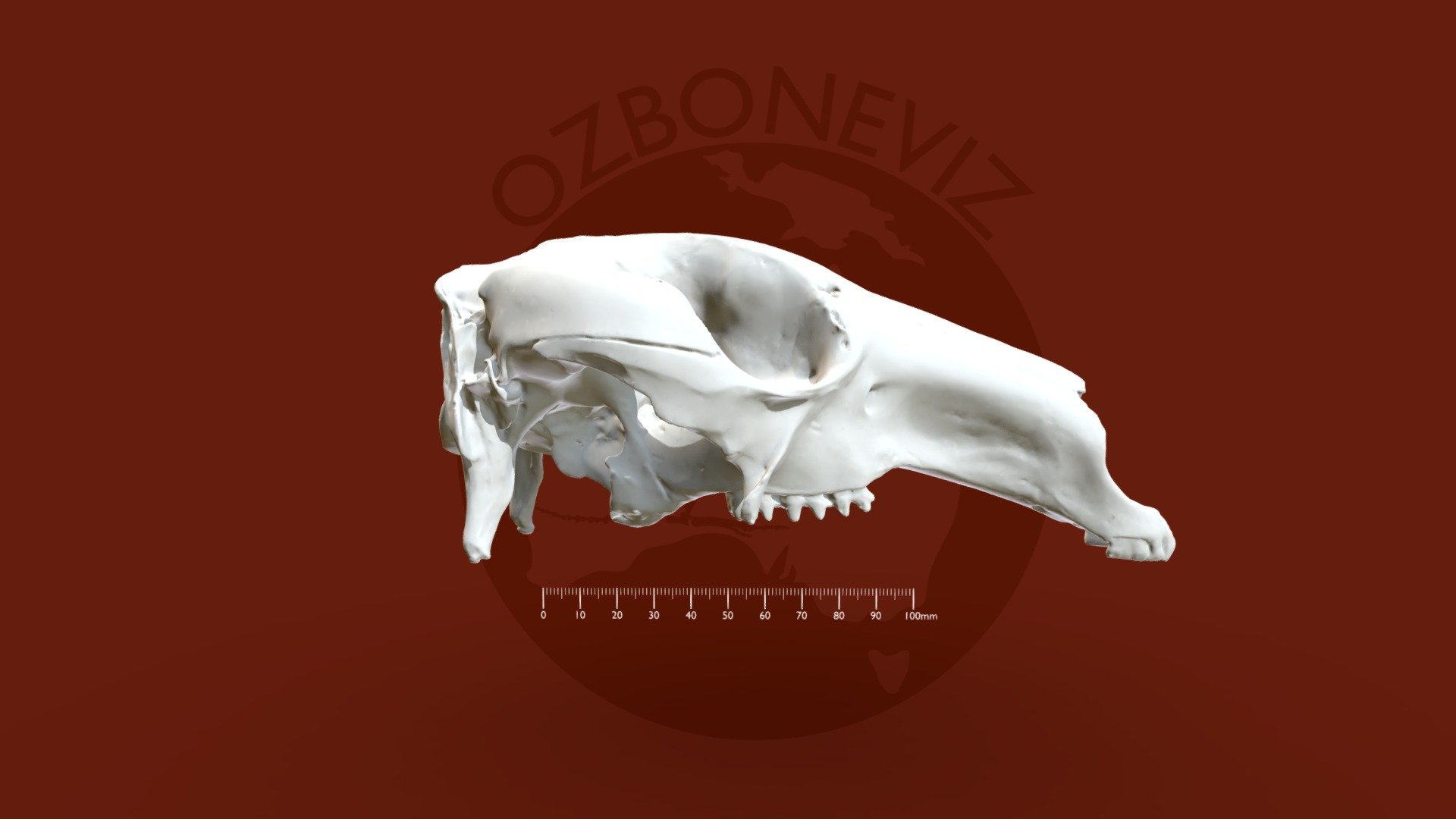 Eastern grey kangaroo cranium - 3D model by Ozboneviz [978ca16] - Sketchfab