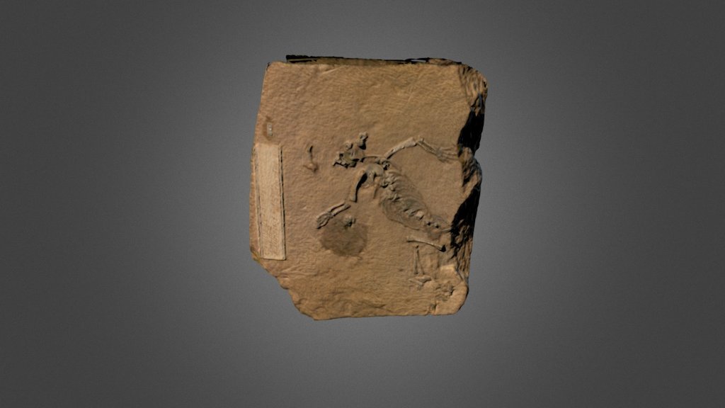 Adelosaurus huxleyi (NEWHM G26-49) - 3D model by VirtualNHM [978e196 ...