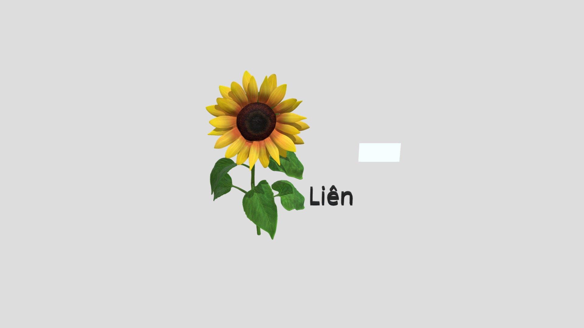 Flower Lien - 3D model by thaotrang1402dhsp [9790c43] - Sketchfab