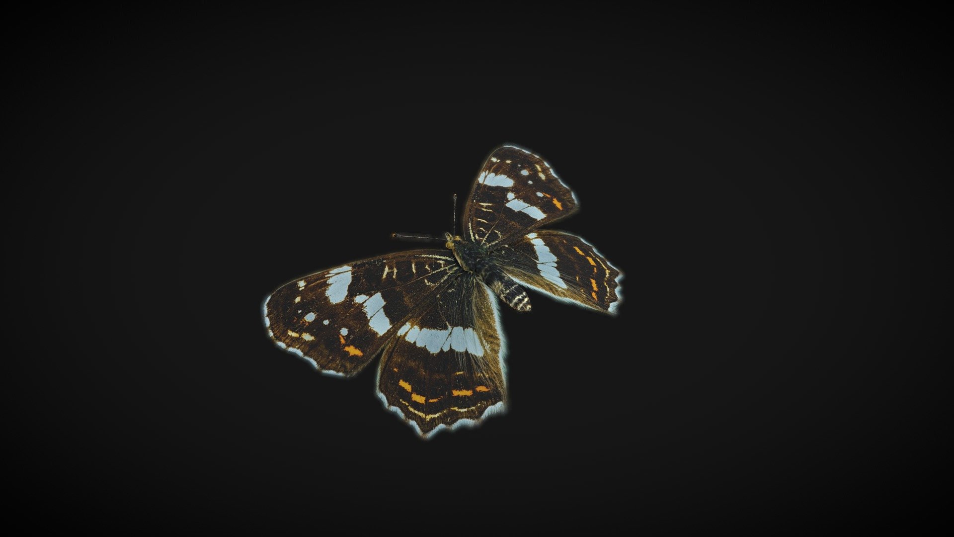 Map Butterfly - Download Free 3D model by eb78 (@E.A.Cornell) [979d521 ...