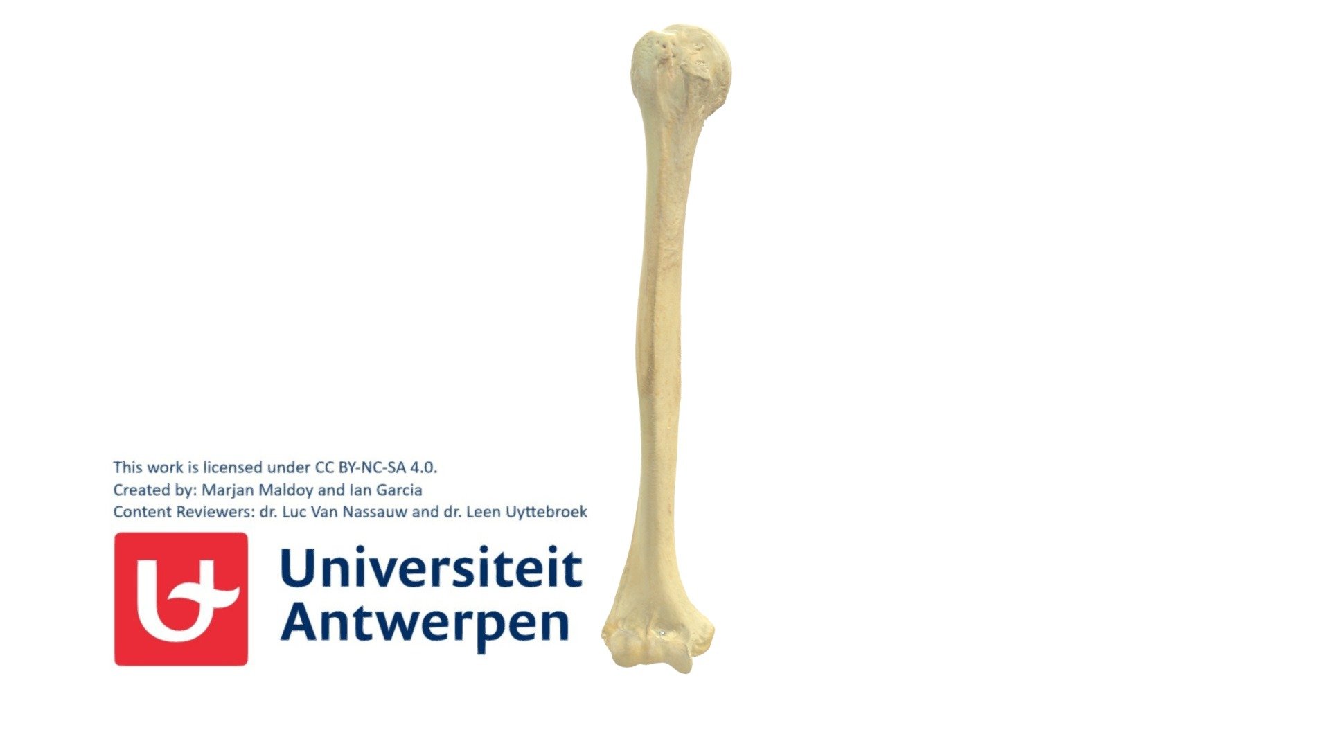 Humerus R - proximale epifyse met annotaties - 3D model by Universiteit ...