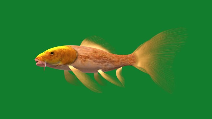 3d-fish 3D models - Sketchfab