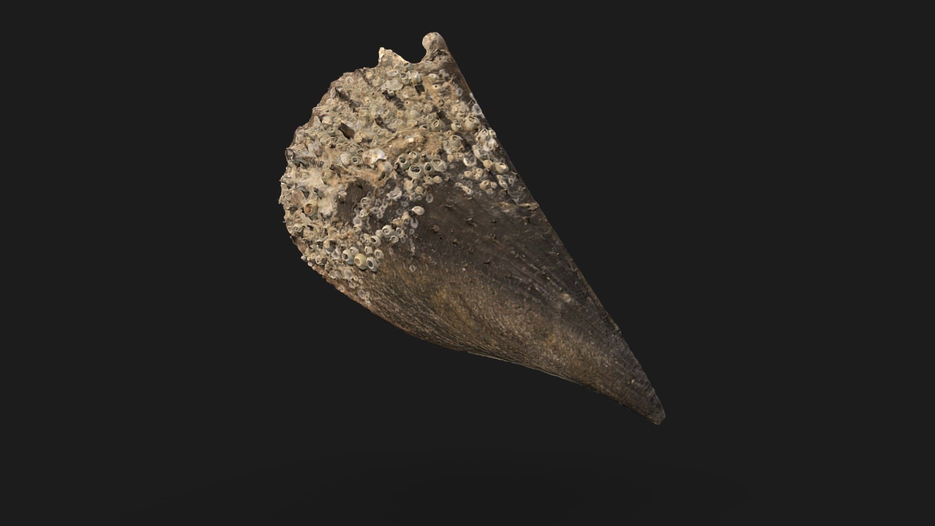 Recent Stiff Pen Shell - Download Free 3D model by University of South ...