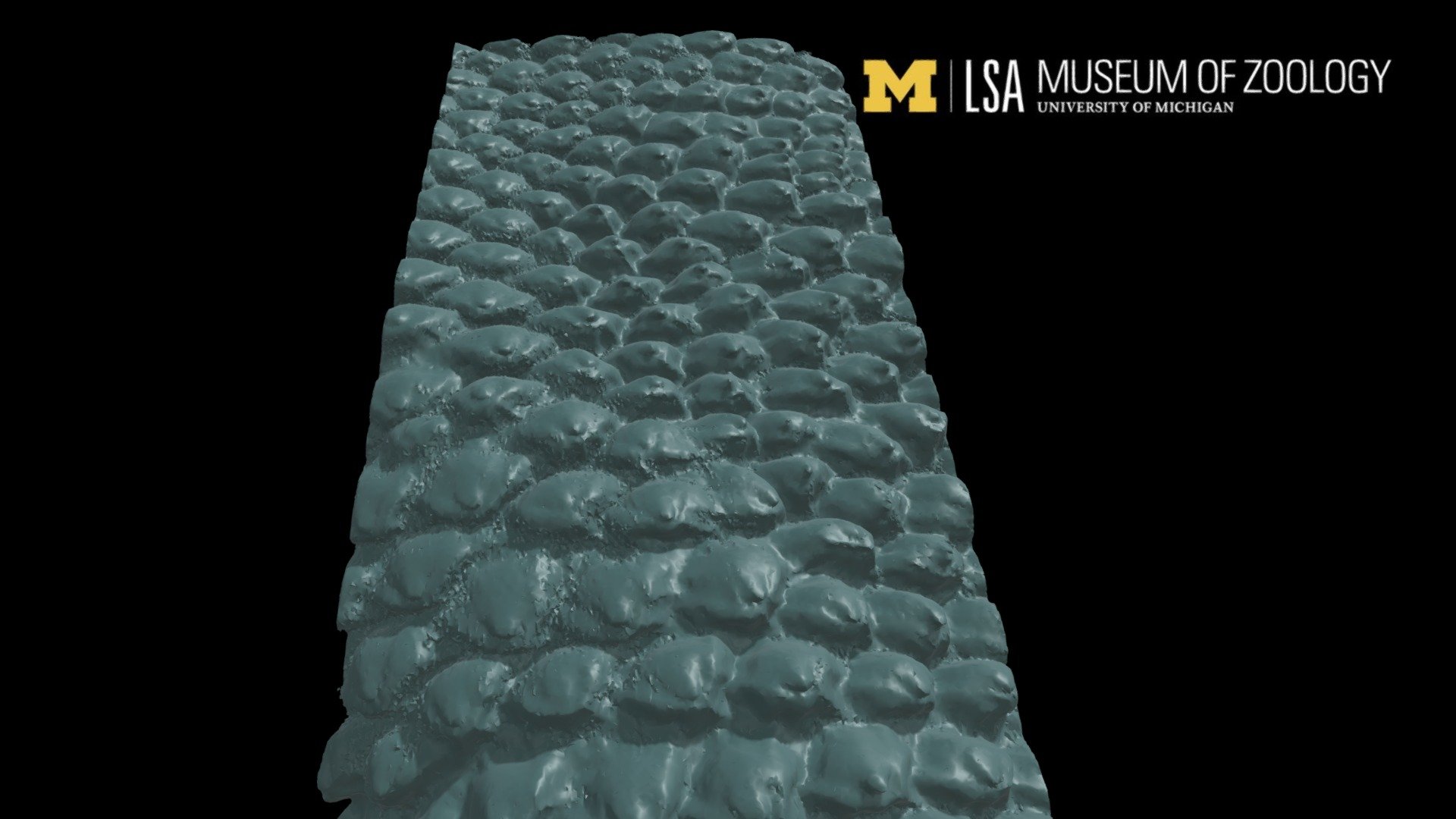 File Snake Skin - 3D model by Michigan Herpetology (UMMZ ...