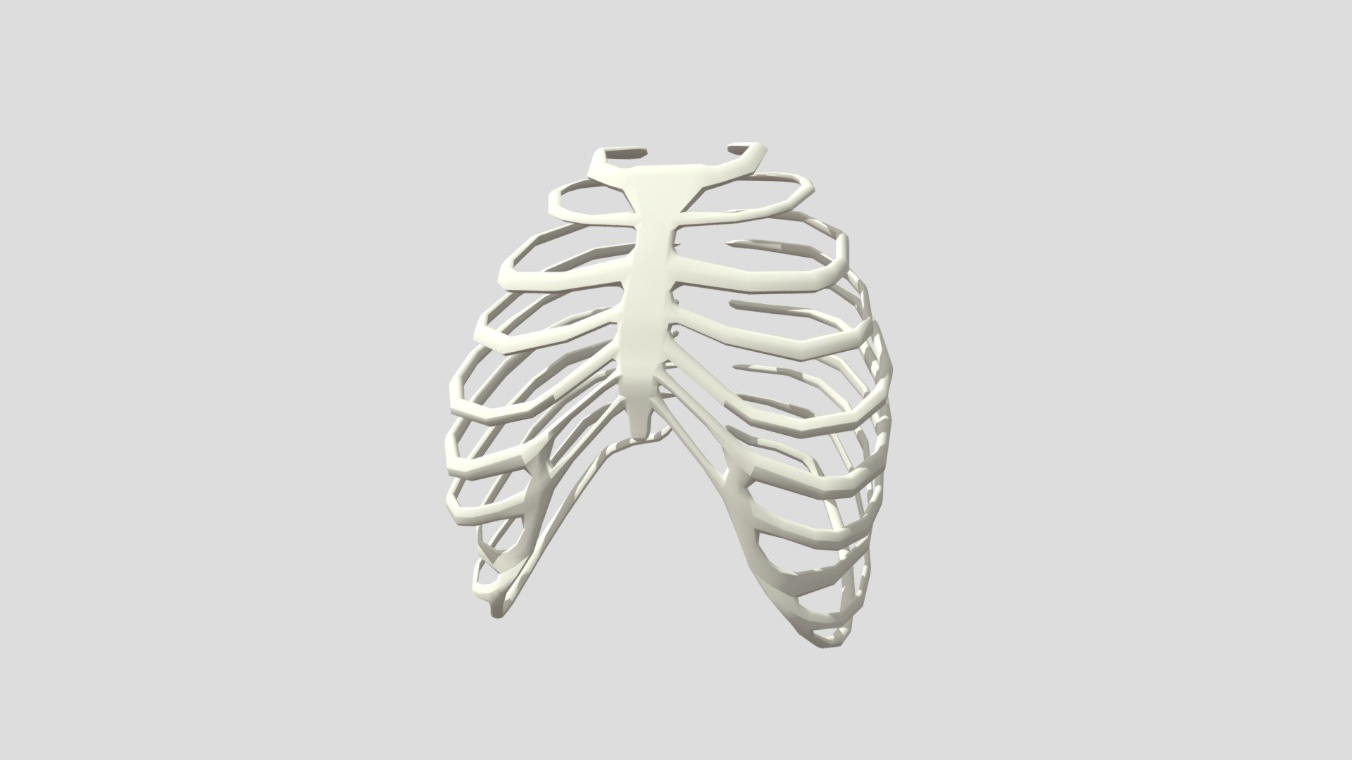 Human Ribcage - 3D model by nbiglin [97b850f] - Sketchfab