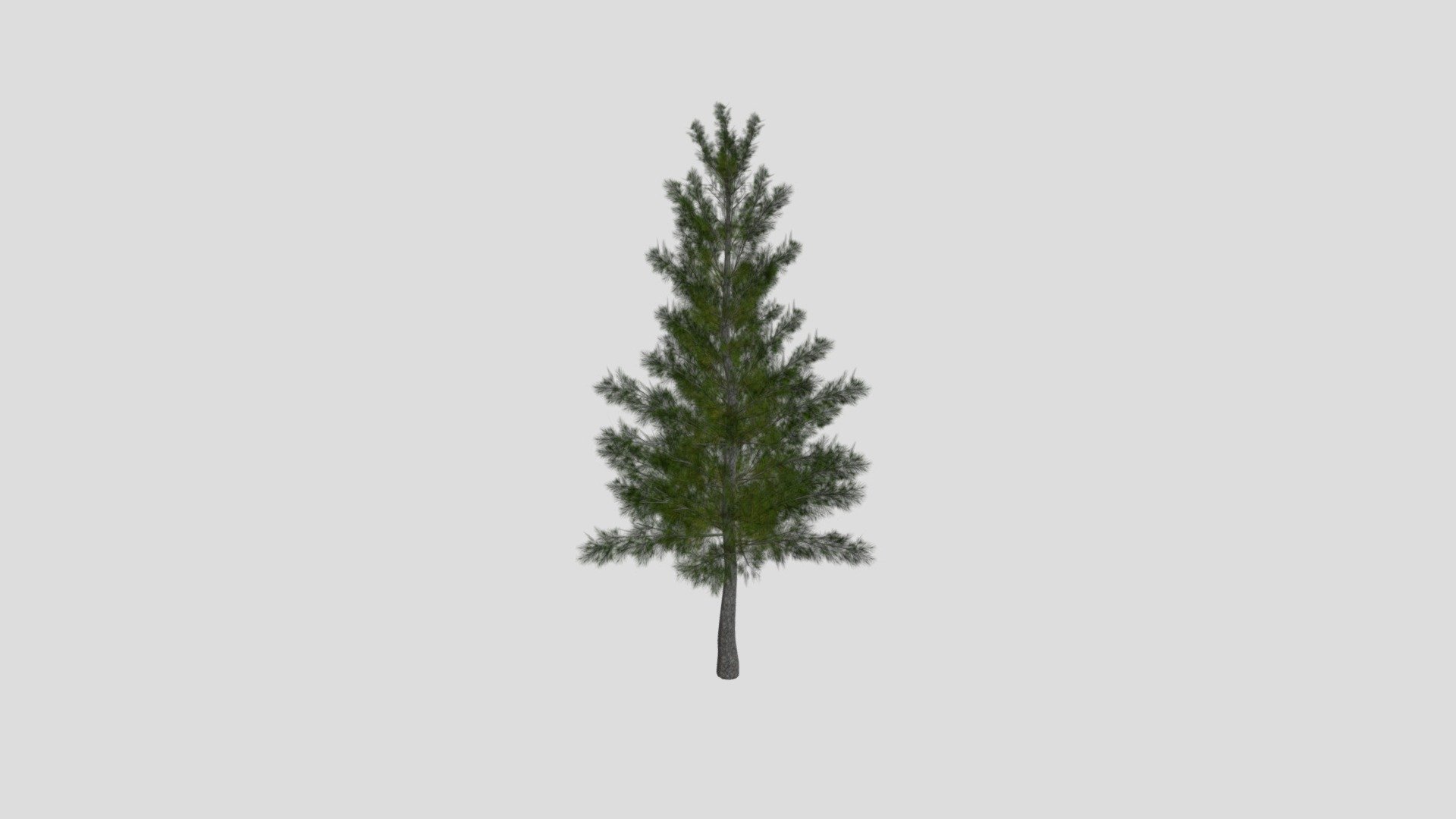 pine tree - Download Free 3D model by 咕菌 (@bolojun) [97c29dc] - Sketchfab