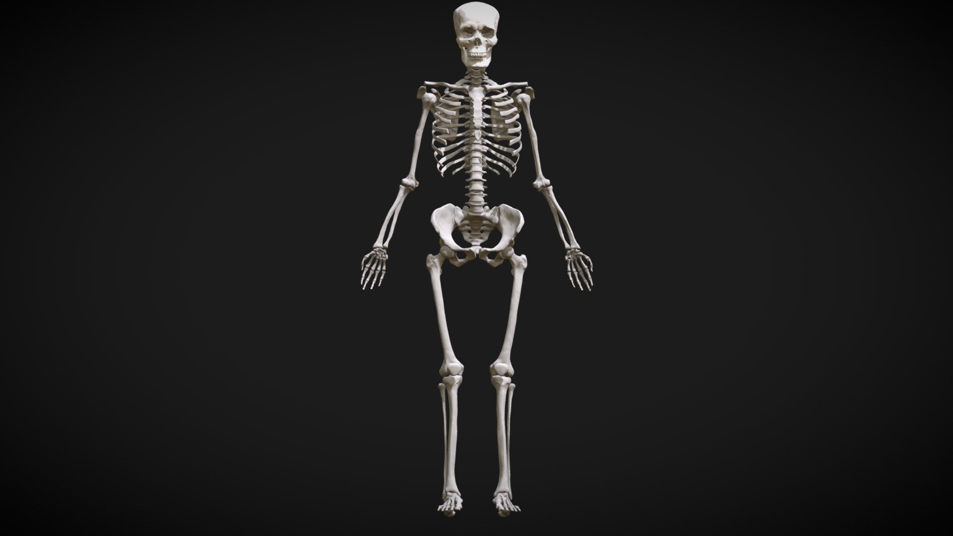 Human Skeleton: Anatomy Study Practice - 3D model by Aronelius ...