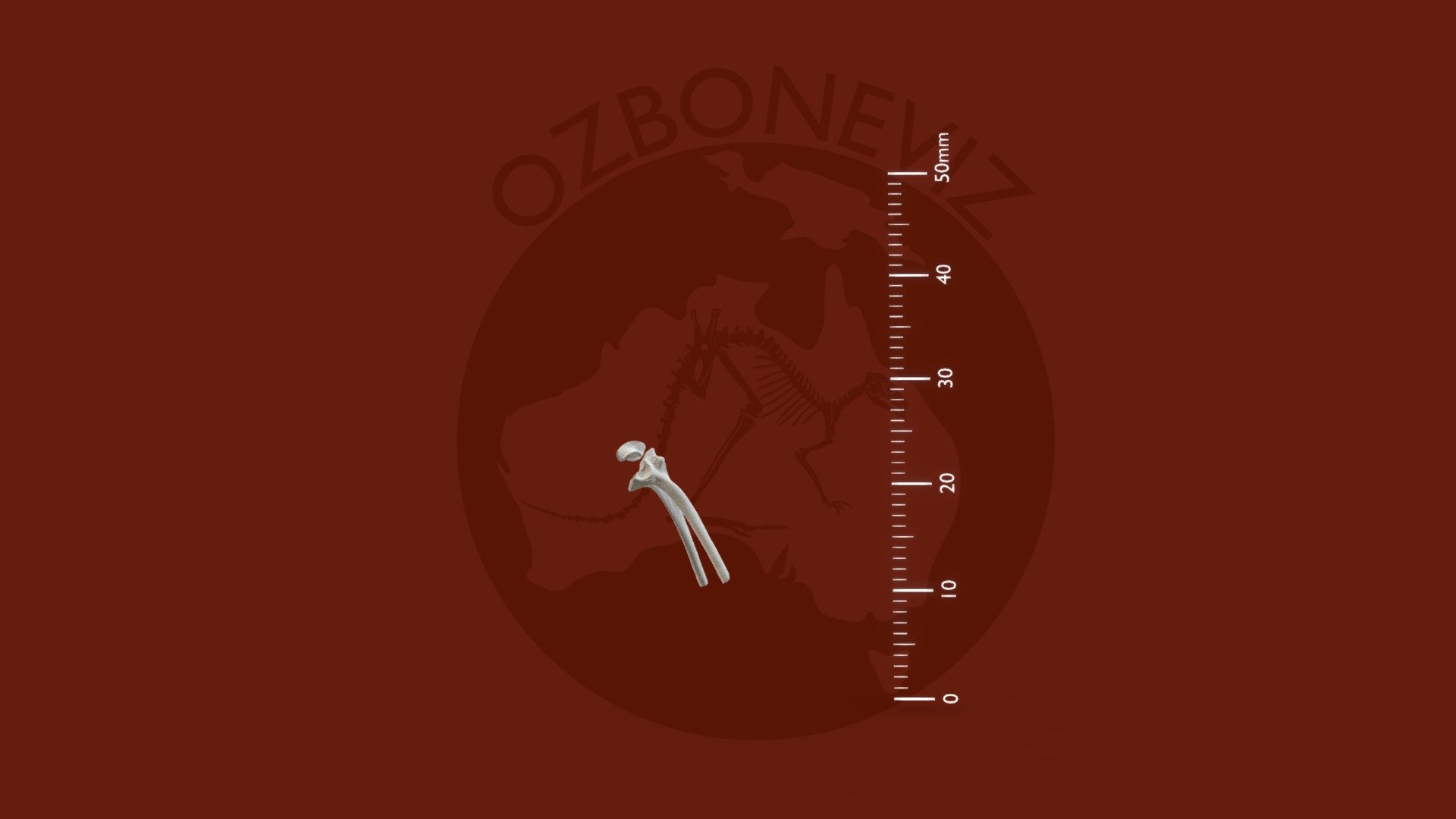Crucifix toad pelvis - 3D model by Ozboneviz [97c8a78] - Sketchfab