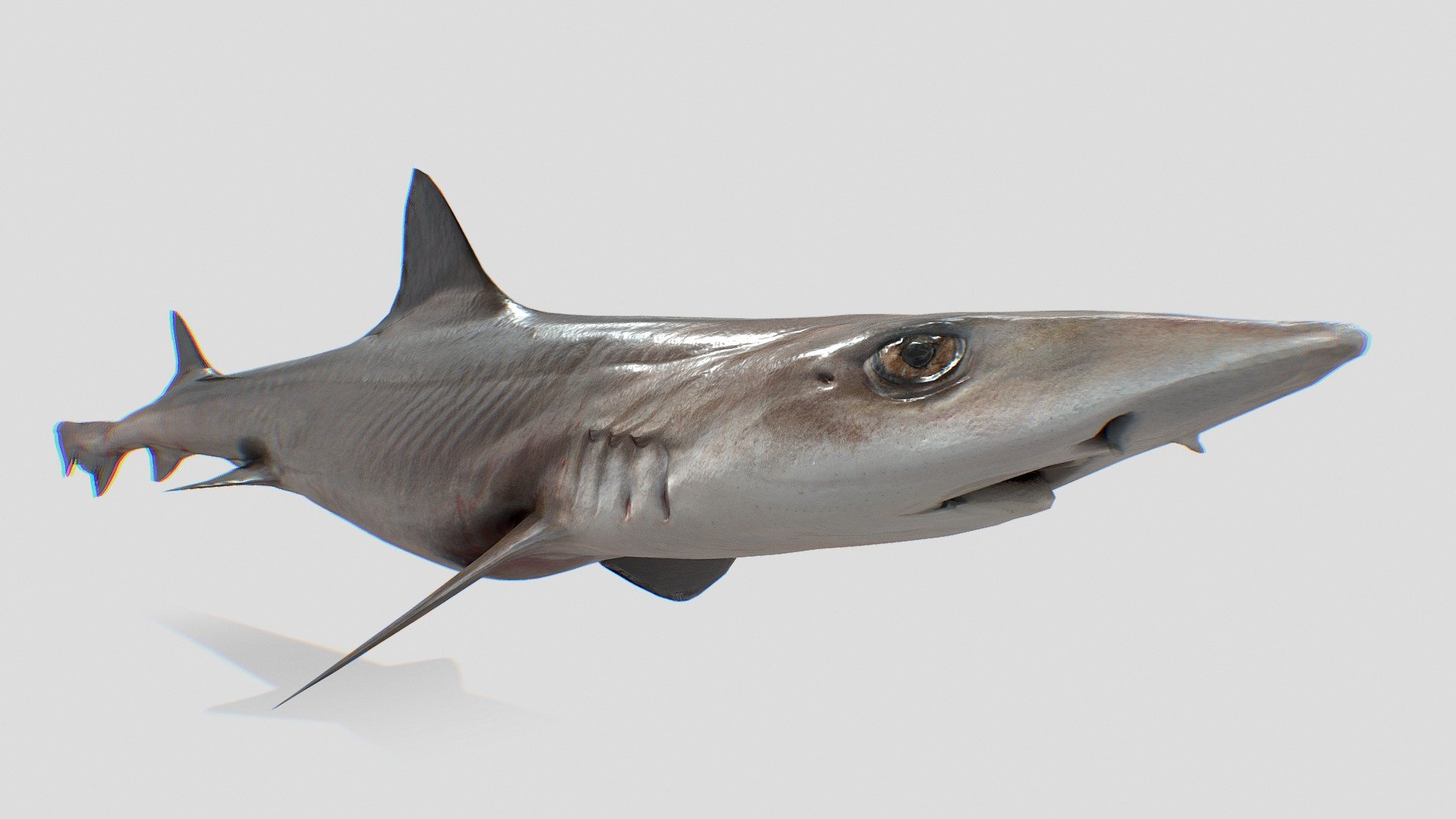 Dog Shark / Mustelus Griseus / Retopology - Download Free 3D model by ...