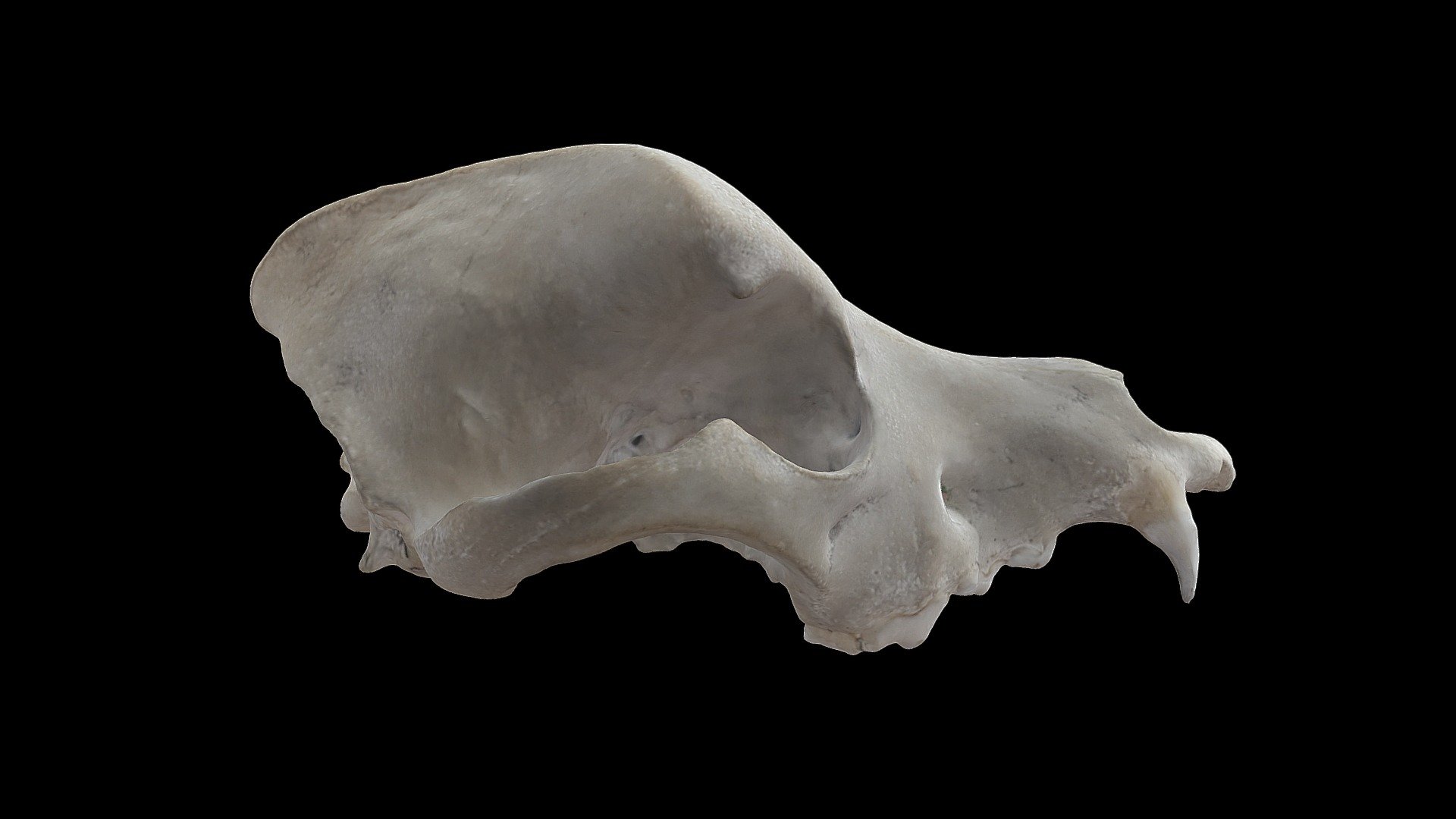Canis familiaris Skull (Halved) - 3D model by CreativelyNick (@Nick0320 ...