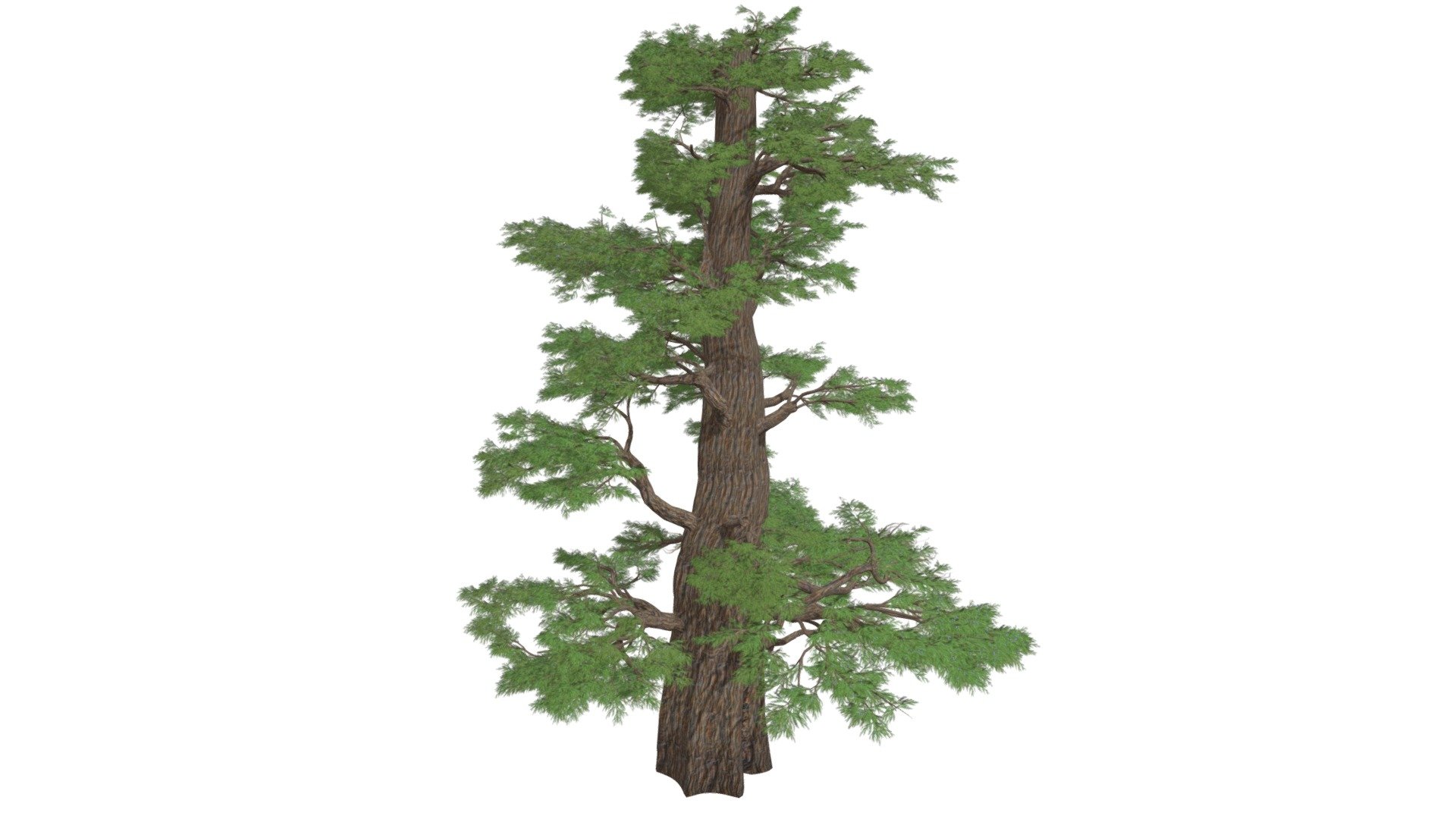 Western Juniper Tree #01 - Buy Royalty Free 3D model by meshshape ...