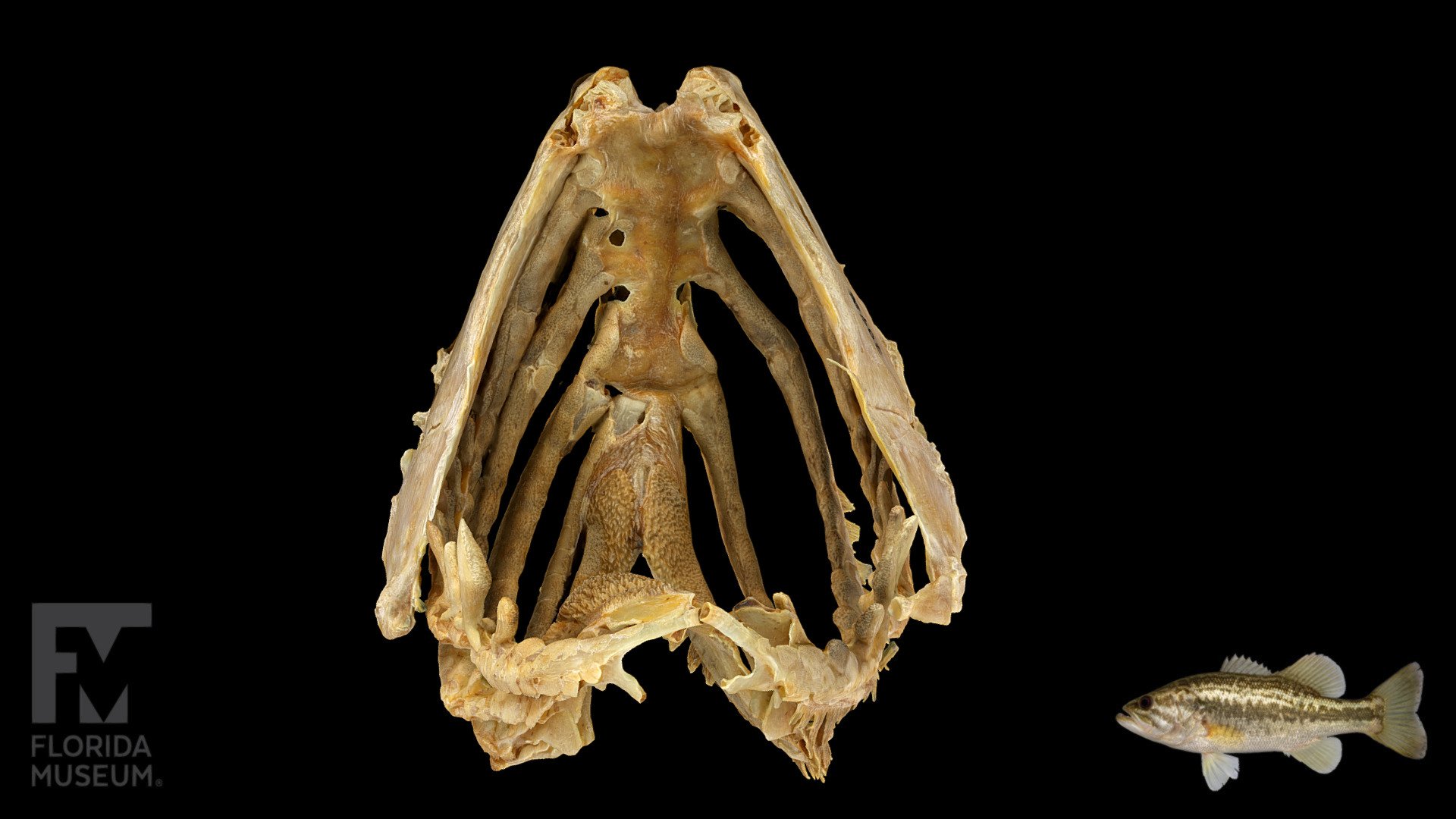 Largemouth bass branchial basket - 3D model by FloridaMuseum [97e6457 ...