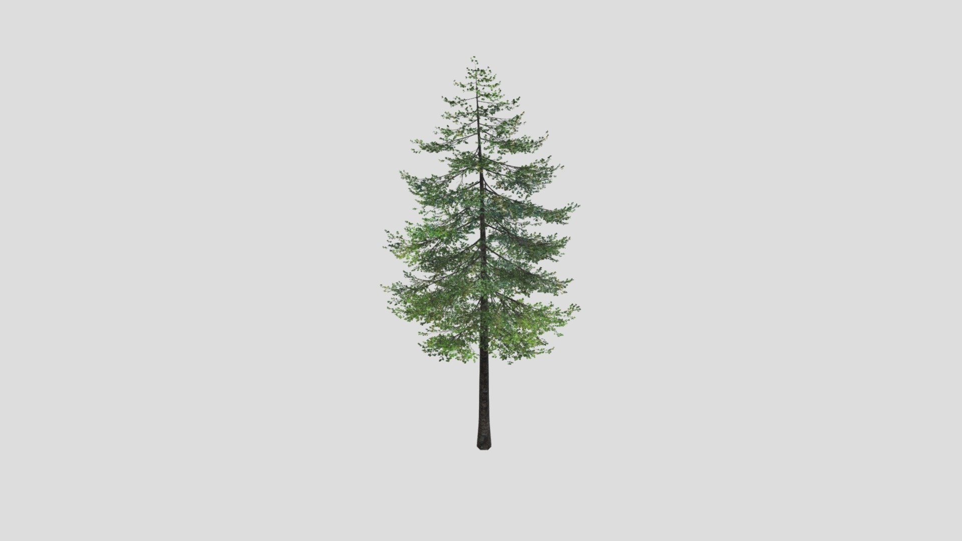 Pine Tree Tanne - Download Free 3D model by tim.a.schmitz [97eb1a2 ...