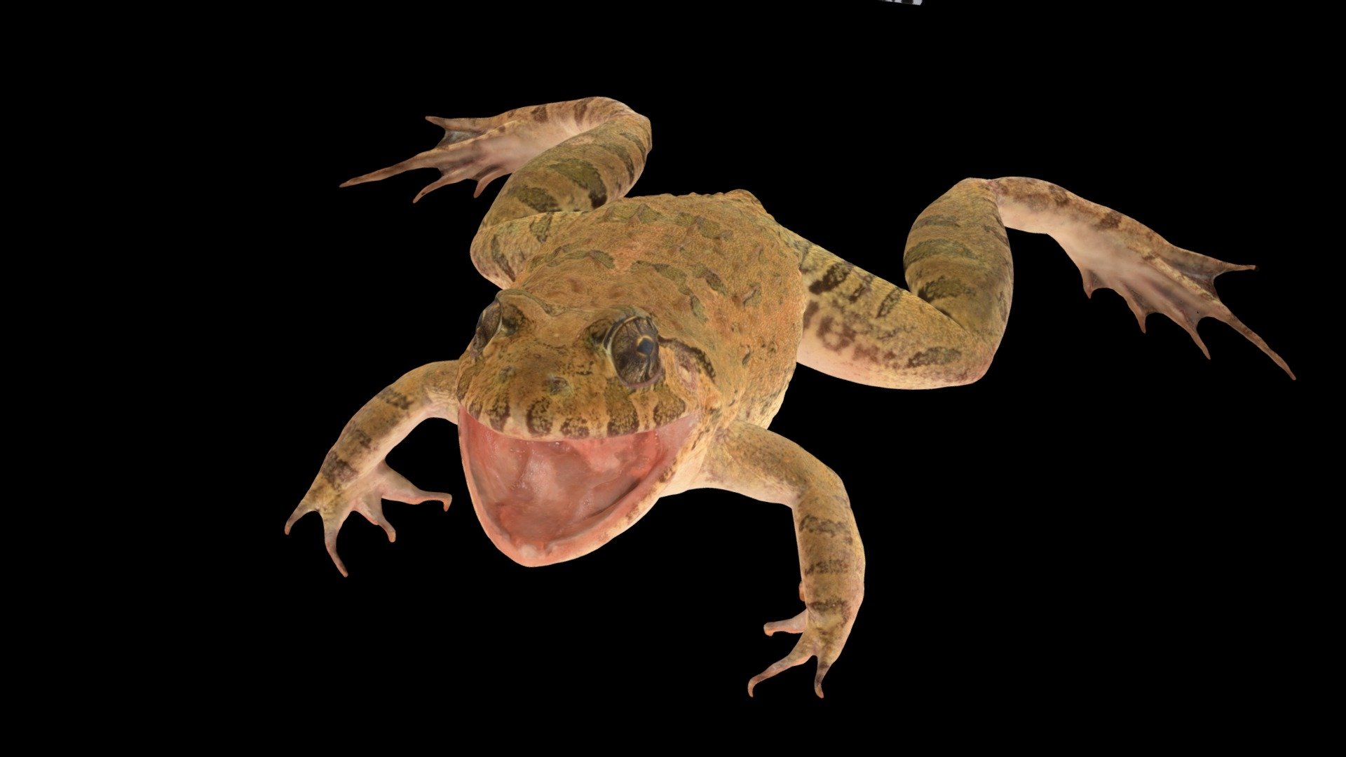 ヌマガエル 🐸 ♀ Japanese Marsh Frog, F. kawamurai - Download Free 3D model by ...