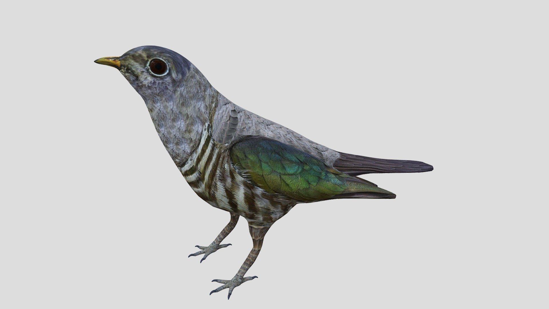 Cuckoo - Buy Royalty Free 3D model by rmilushev [97f3343] - Sketchfab Store