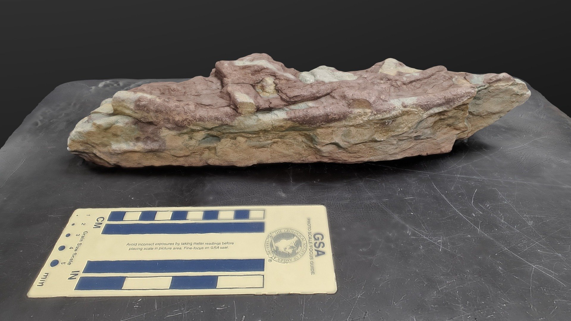 Arthrophycus Fossil - Download Free 3D model by Marissa Dudek ...