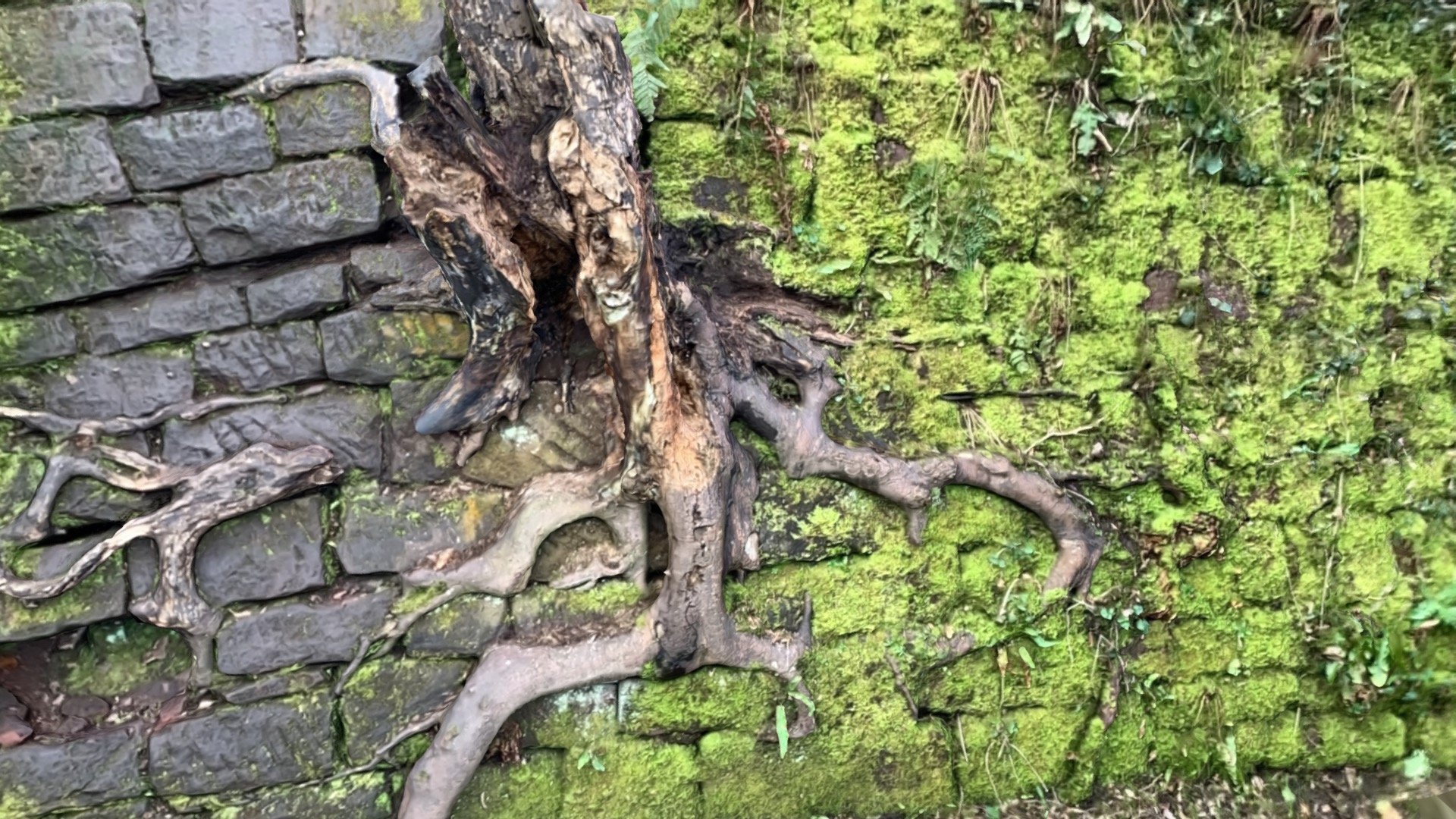 Wall Tree - Raw Scan from RealityScan. - 3D model by Codenburger ...