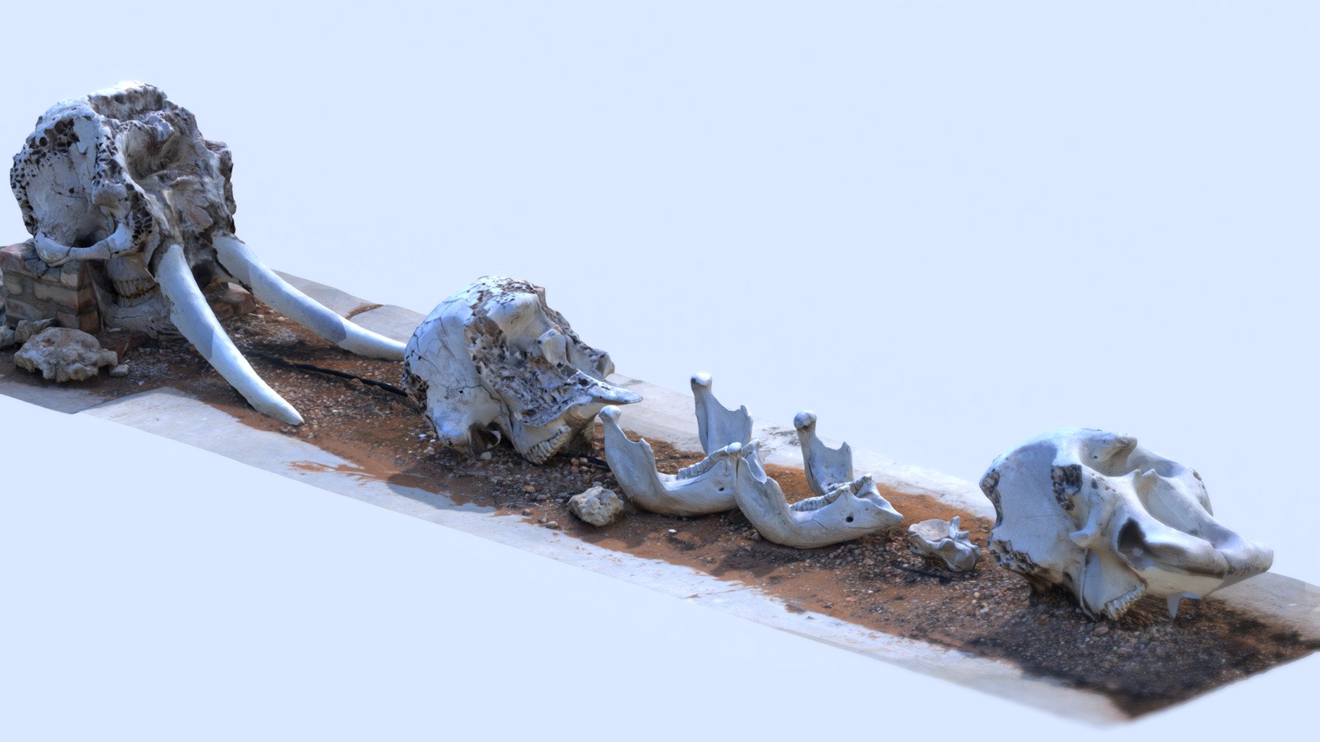 elephant bones - 3D model by Julius Weissmann (@Julius.Weissmann ...