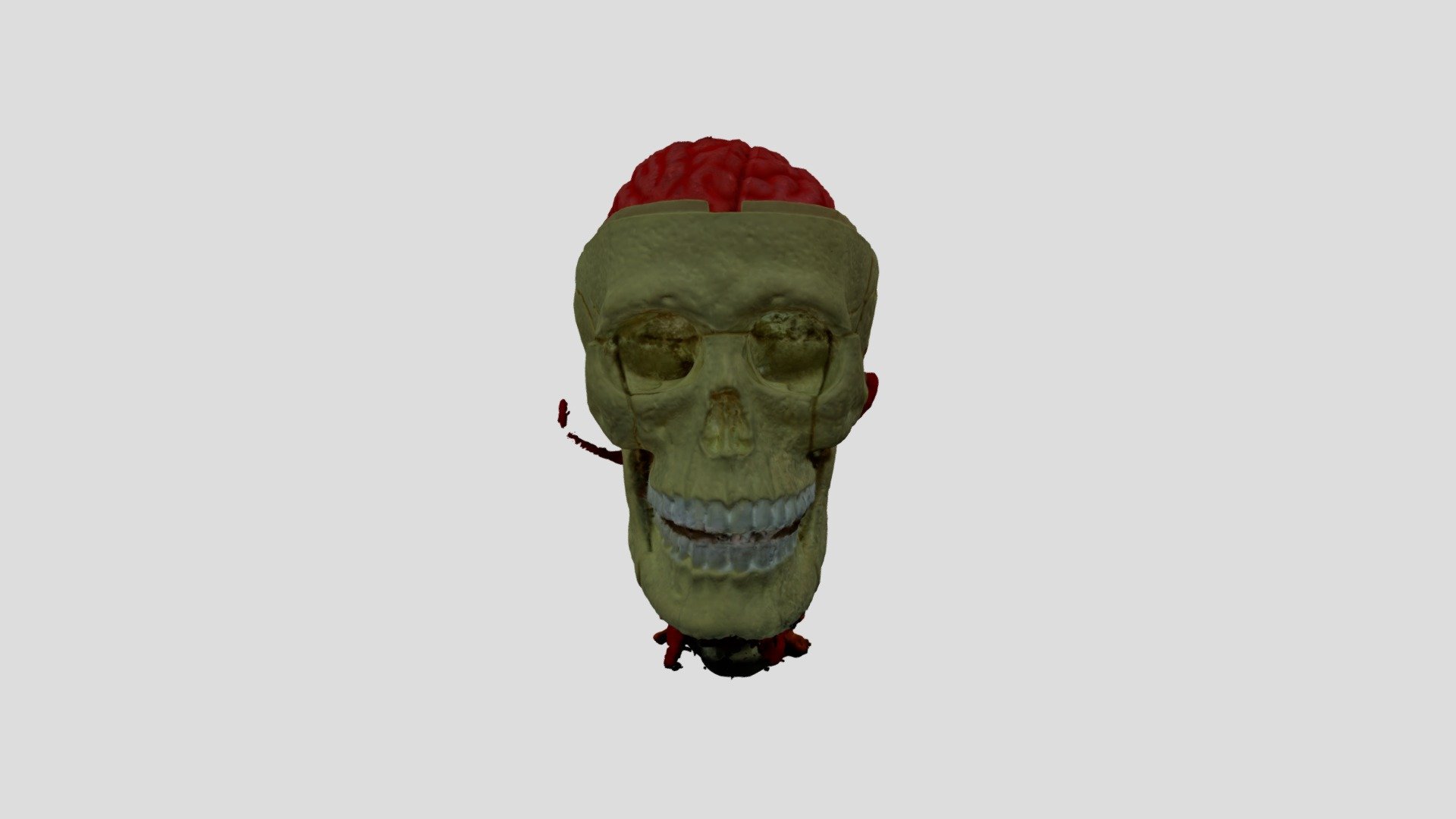 Cranio - 3D model by Chiara44 [97fdf99] - Sketchfab