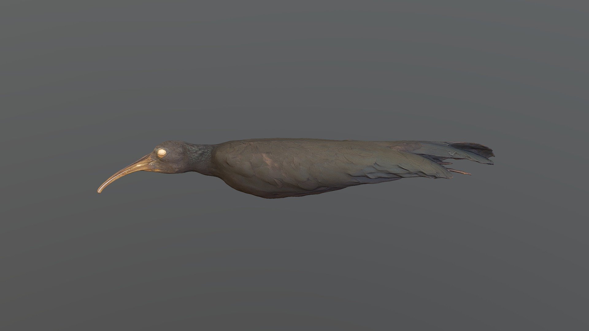 Green Ibis - Mesembrinibis cayennensis - Download Free 3D model by ...
