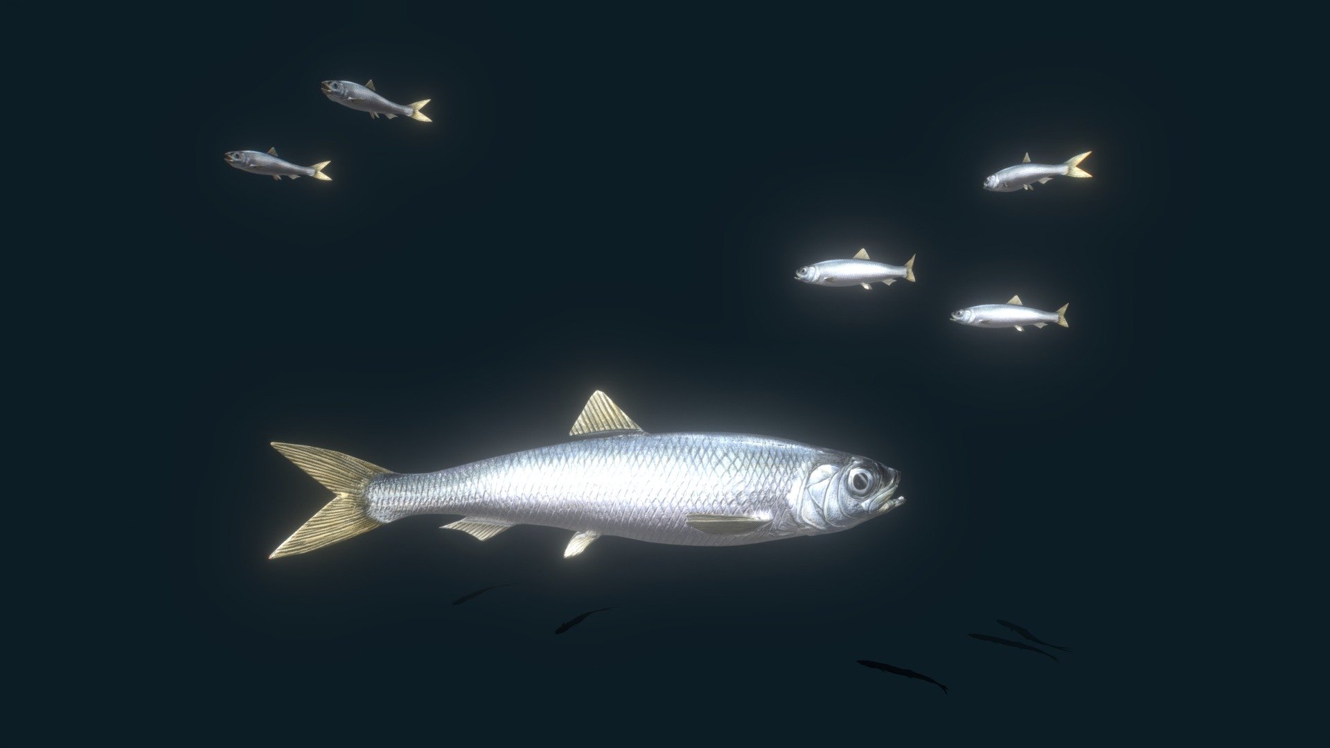 School of Herring - Download Free 3D model by radiator [9805dab ...