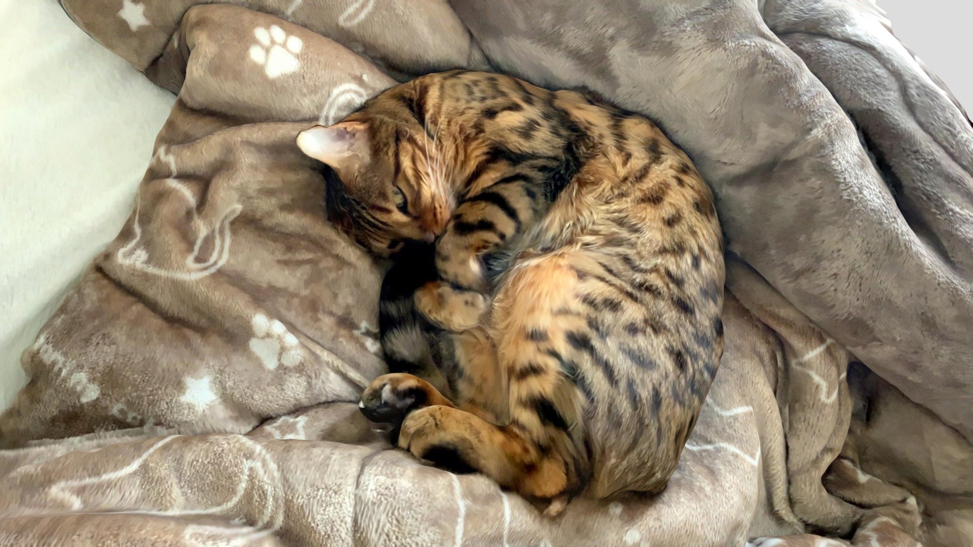 bengal cat - 3D model by kantenneko [9807f67] - Sketchfab