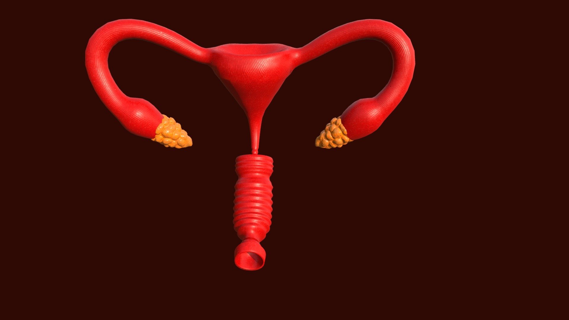 REPRODUCTION IN ANIMALS _Uterus & Ivory - Buy Royalty Free 3D model by ...