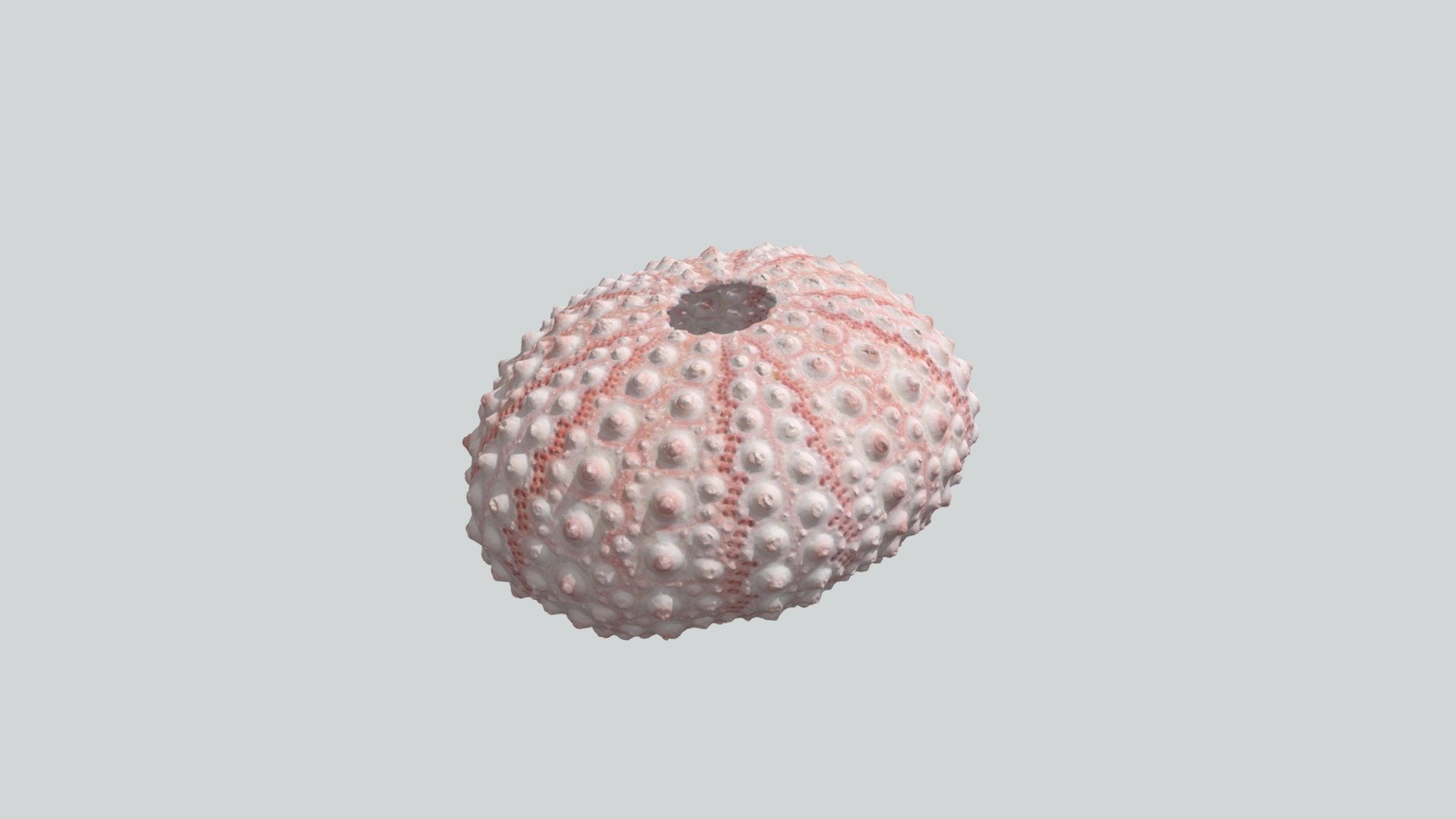 Caparazón de Erizo (Echinoidea) - 2 - 3D model by Laboratorio de Arte ...