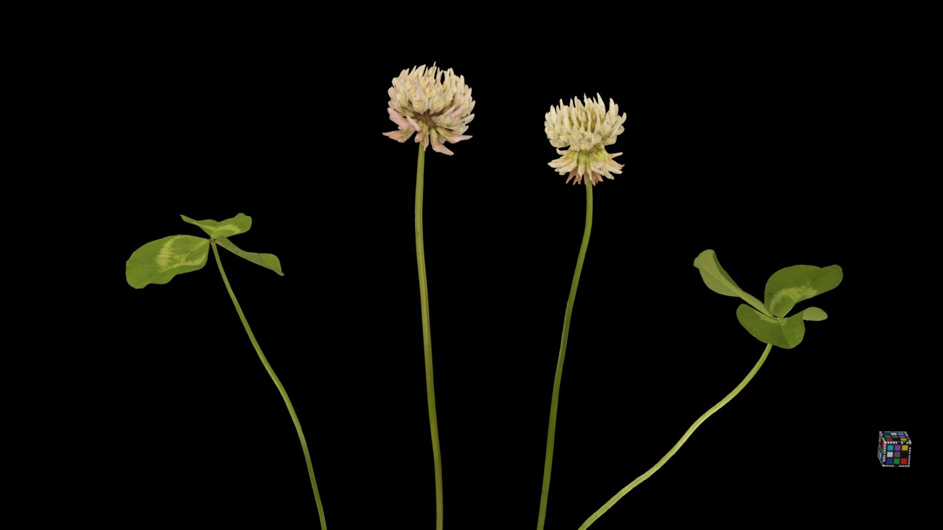 CC0 シロツメクサ ☘ White Clover, Trifolium repens - Download Free 3D model by ...