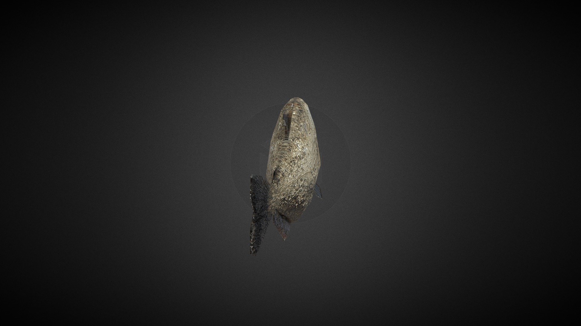 Piraña Serrasalmus - 3D model by Edison (@edison_garcia) [9816f2d ...