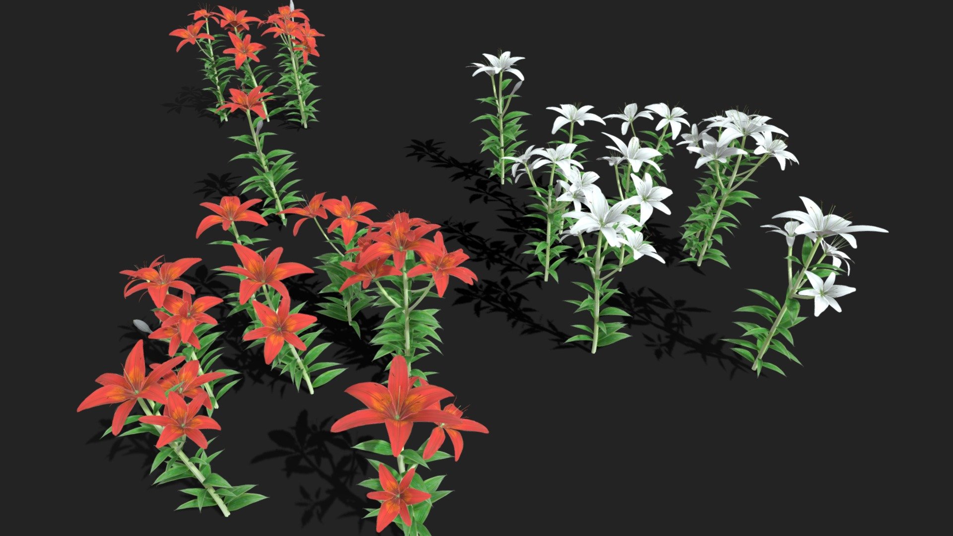 Asiatic Lily - Download Free 3D model by local.yany [981ec56] - Sketchfab