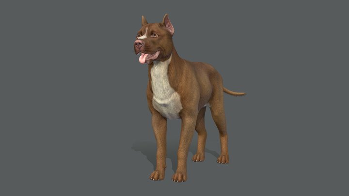 Pitbull 3D models - Sketchfab
